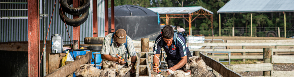 Barber’s Pole Worm Spreading Across NZ
