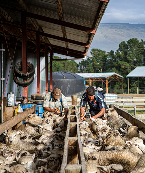 Barber’s Pole Worm Spreading Across NZ
