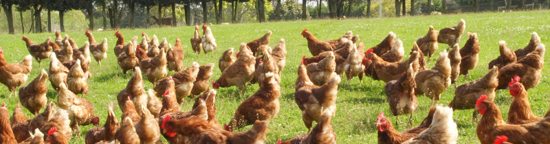 Choosing Your Hens