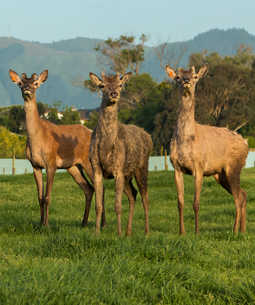 Farmed Deer - Ruled By Their Biological Clock