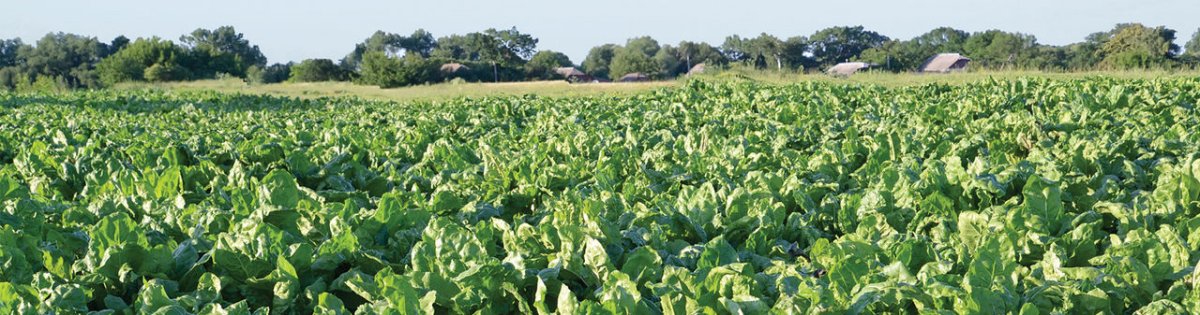 The Basics of Growing Fodder Beet