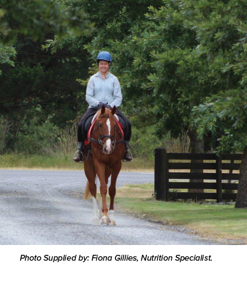 Happy Hacking: Feeding Horses in Light Work