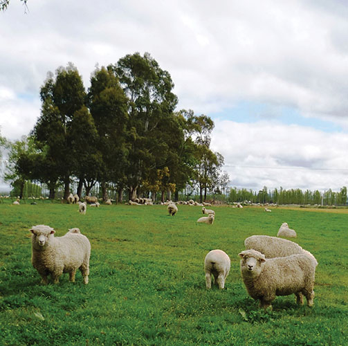 Targeted Sheep Nutrition