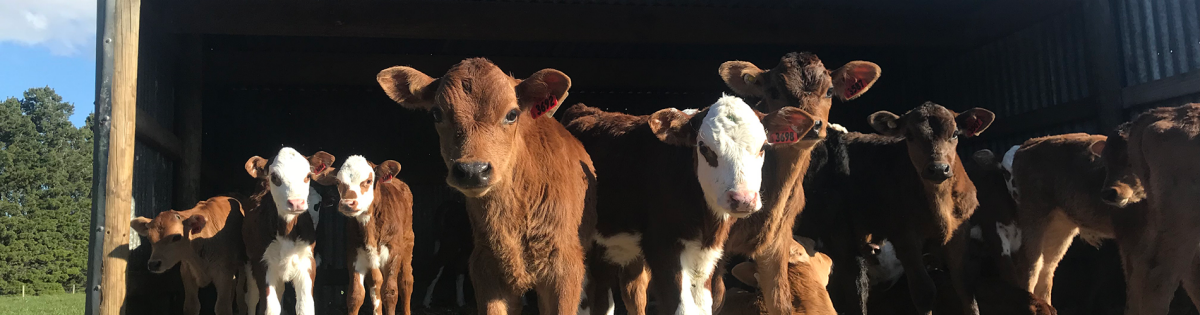 calf rearing: plan to succeed