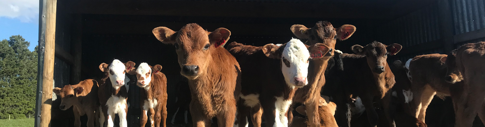 calf rearing: plan to succeed