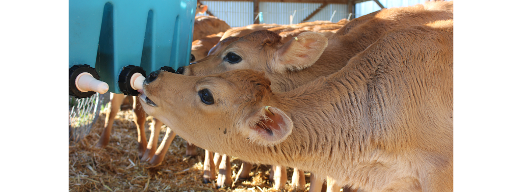 calf rearing: plan to succeed