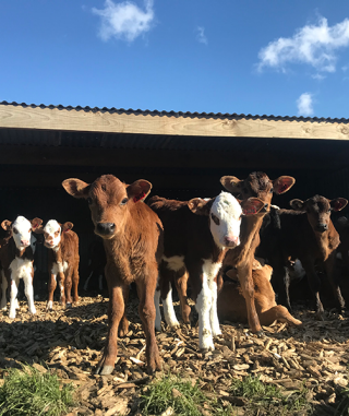 calf rearing: plan to succeed