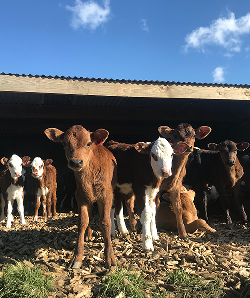 calf rearing: plan to succeed